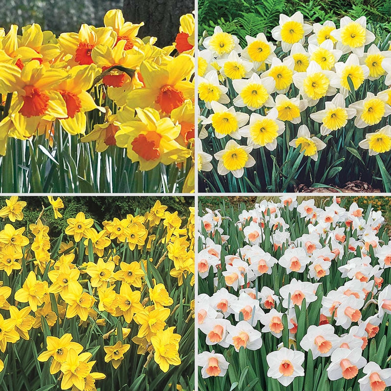 Buy Amazing Naturalizing Daffodil Collection | Breck's