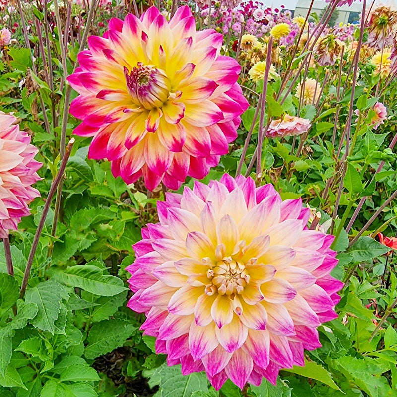 Buy Rosy Delight Ball Dahlias | Dahlia Tubers | Breck's