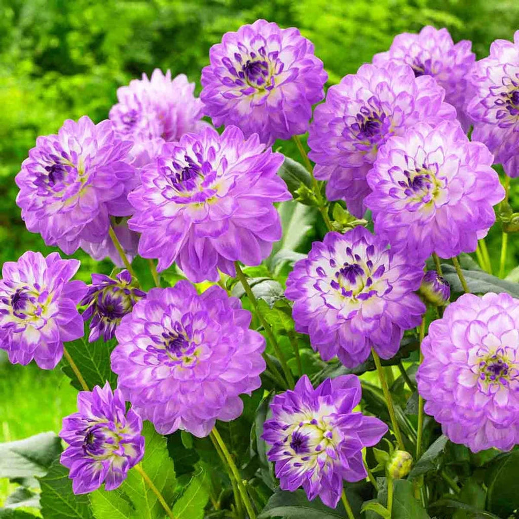 Buy Blue Wish Dahlia Bulbs | Decorative Dahlias | Breck's – Brecks
