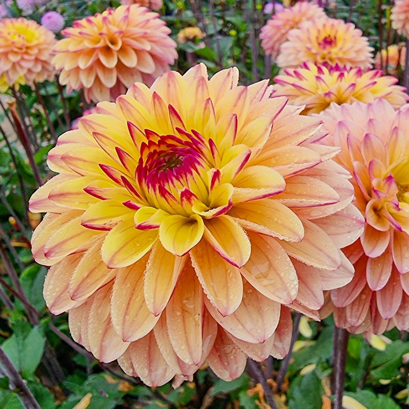 Buy Gelia Dahlia Bulbs Online | Decorative Dahlias | Breck's
