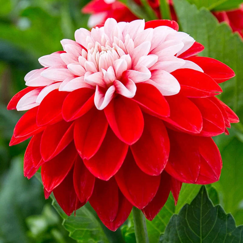 Buy Olga Light Dahlia Bulbs | Decorative Dahlias | Breck's