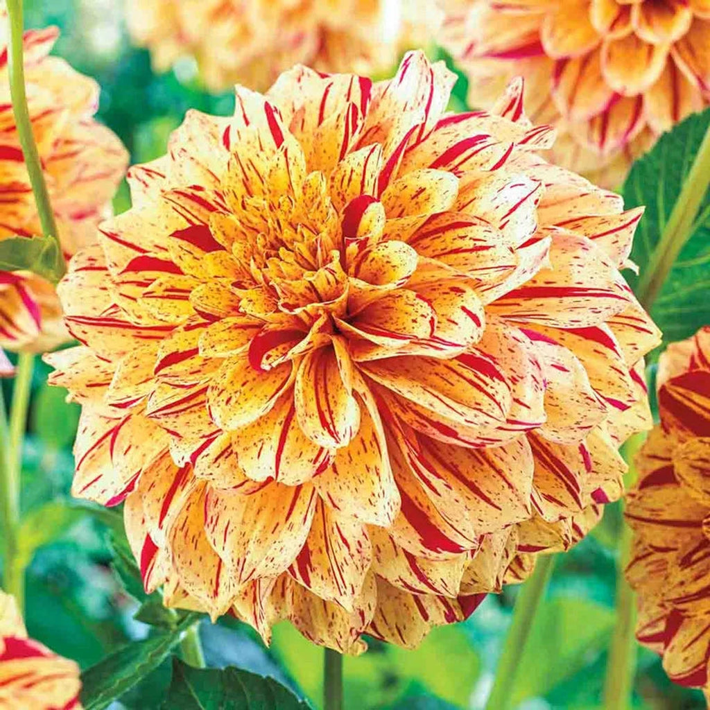 Buy Painted Madam Dahlia Bulbs | Decorative Dahlias | Breck's – Brecks