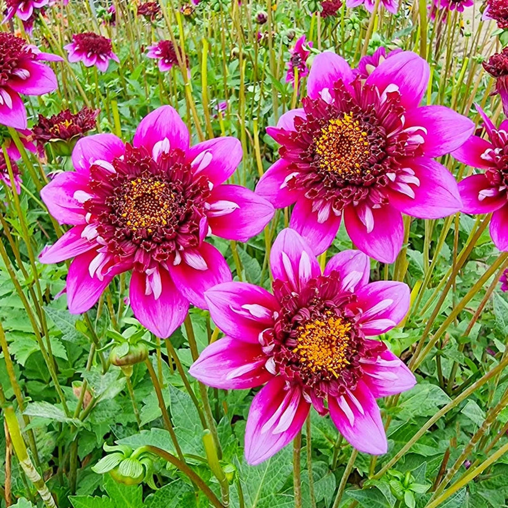 Buy Missis Amy Dahlia Online | Anemone Dahlias | Breck's