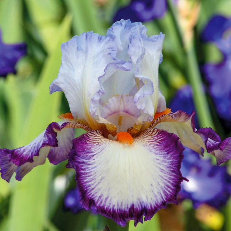 Shop Triple Take Bearded Irises | Sun Perennials | Breck's