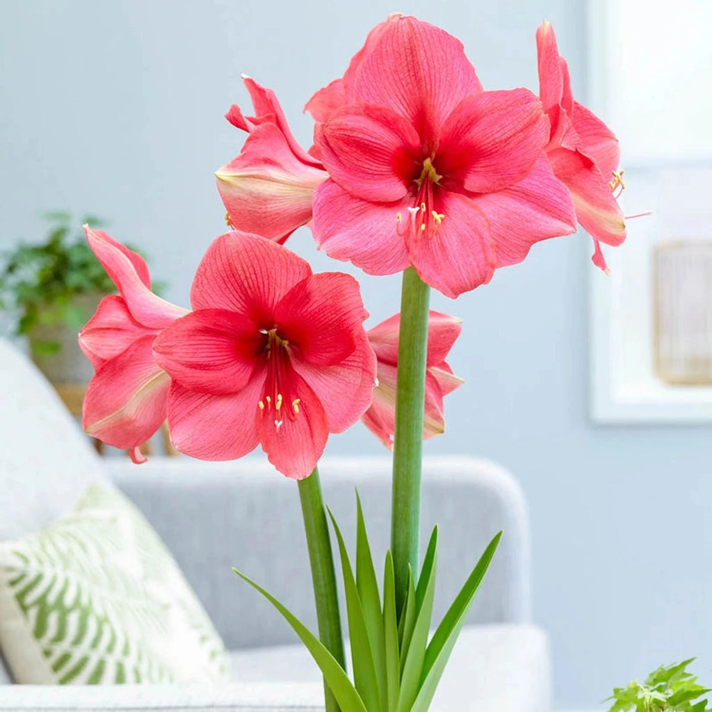 Pink Surprise Amaryllis Bulb | Amaryllis Bulbs | Breck's