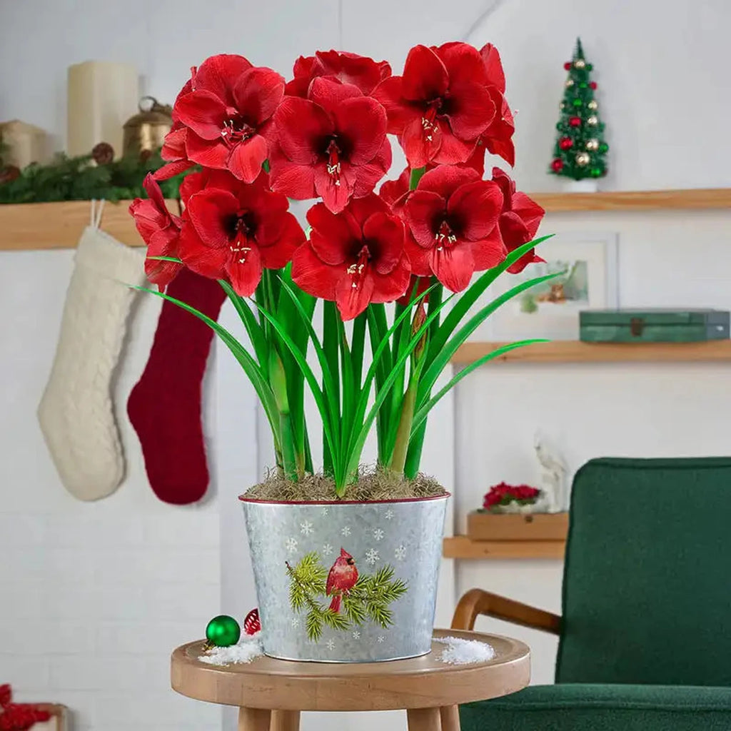 Buy Miracle Amaryllis Online | Unique Holiday Gifts | Breck's