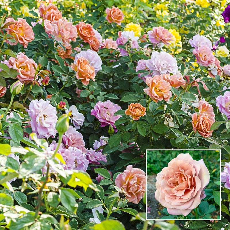 Koko Loko Floribunda Rose | Roses for Growing | Breck’s