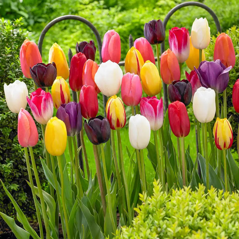 Buy Single Late Tulip Mixture Online | Tulip Bulbs | Breck's