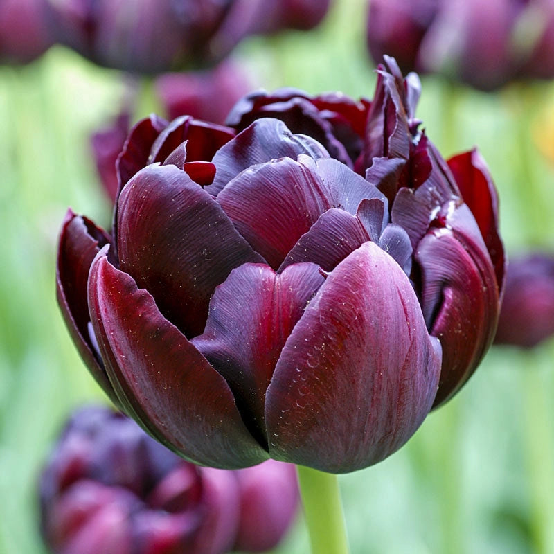 Buy Black Hero Tulips Online | Double Tulip Bulbs | Breck's