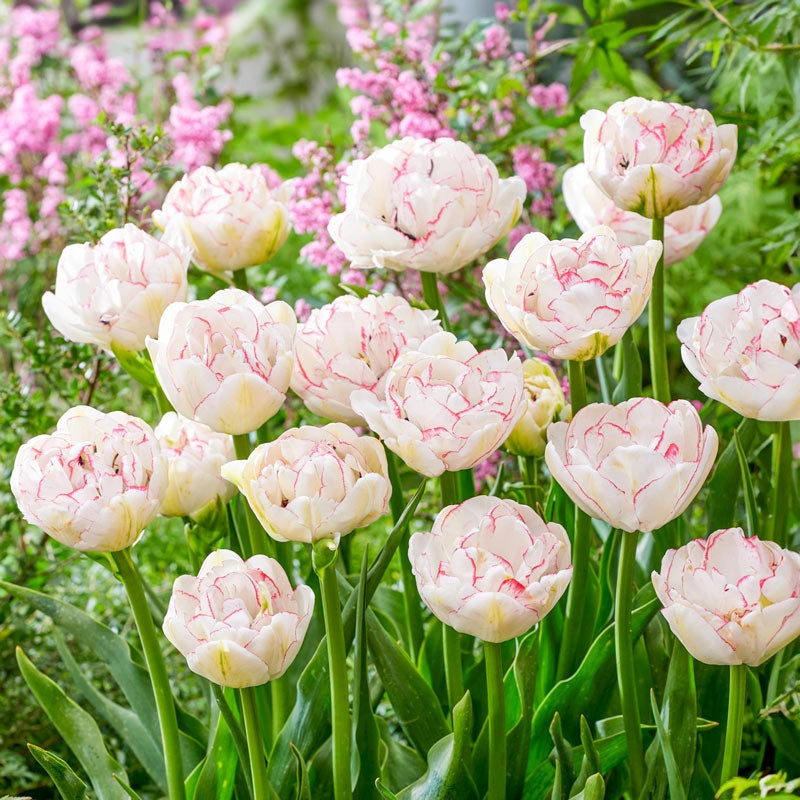 Buy Wild Romance Tulip Online | Double Tulip Bulbs | Breck's