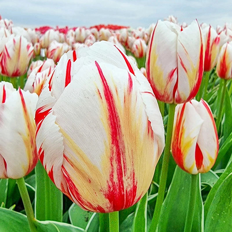 Buy Happy Generation Tulips | Double Tulip Bulbs | Breck's
