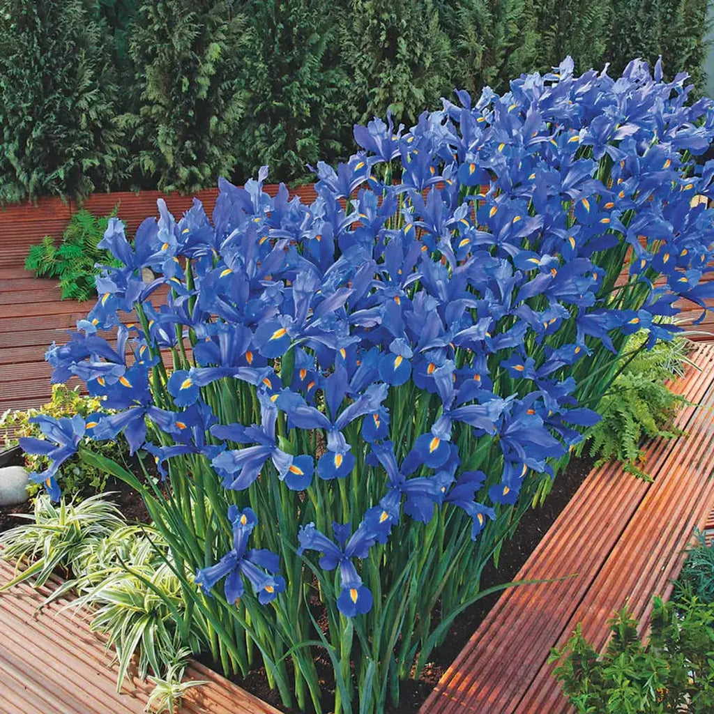 Dutch Irises - Blue Discovery Dutch Iris Bulbs | Breck's