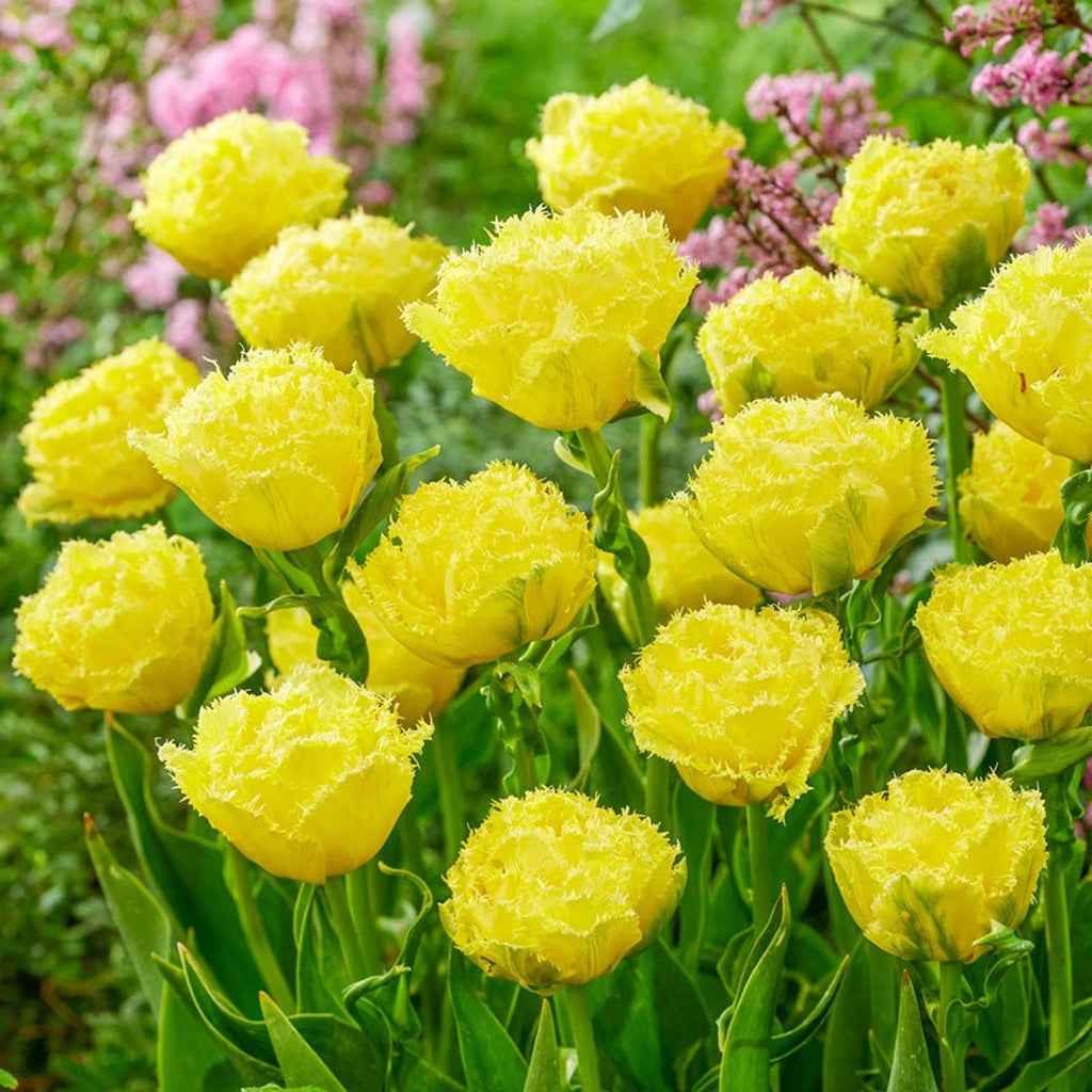 Buy Lemon Shoot Tulip Online | Fringed Tulip Bulbs | Breck's