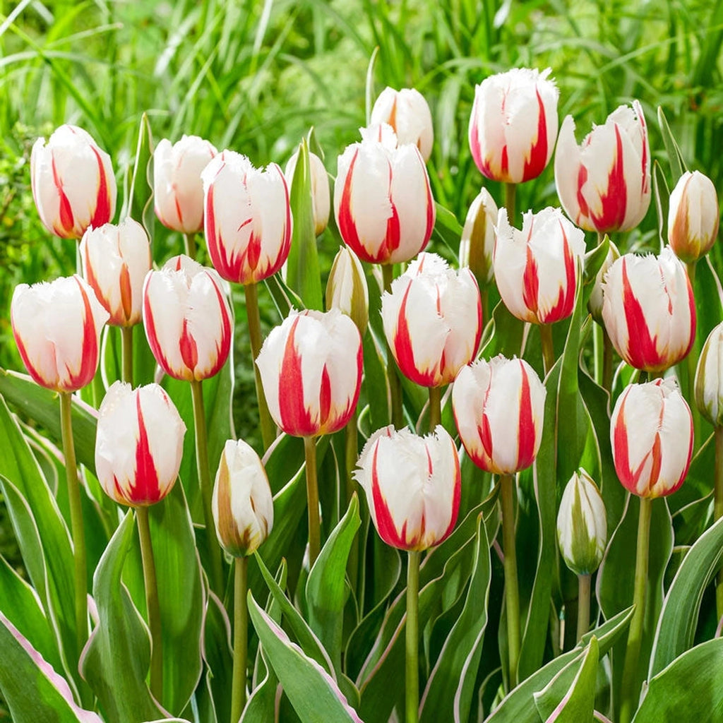 Buy Salsa Tulips Online | Fringed Tulip Bulbs | Breck's
