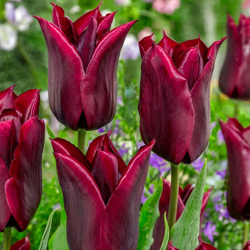 Buy Lasting Love Tulip Bulb | Lily Flowering Tulips | Breck's