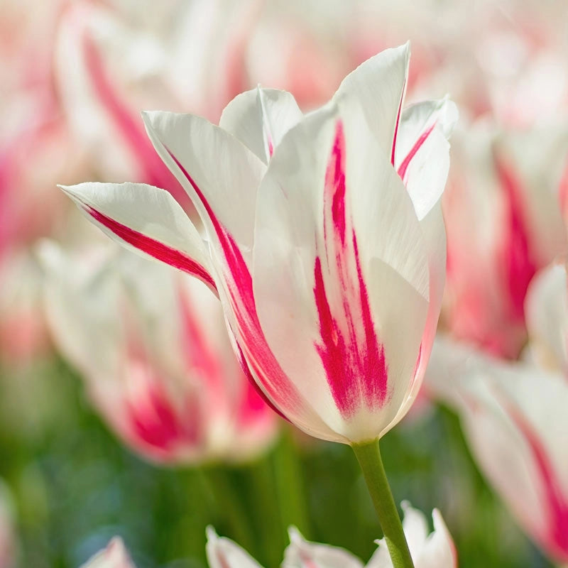 Buy Marilyn Tulip Bulbs Online | Parrot Tulips | Breck's