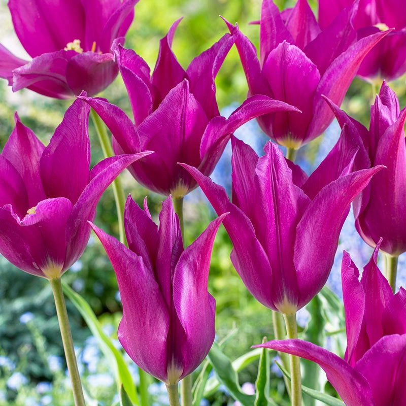 Buy Purple Dream Tulip Bulbs | Parrot Tulips | Breck's