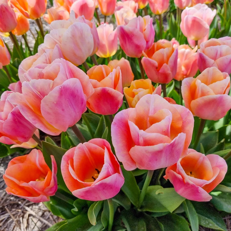 Buy Jeu d'Amour Tulip Online | Single Tulip Bulbs | Breck's