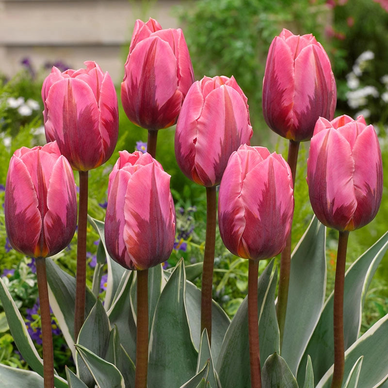 Buy Pretty Princess Tulip Bulbs | Parrot Tulips | Breck's