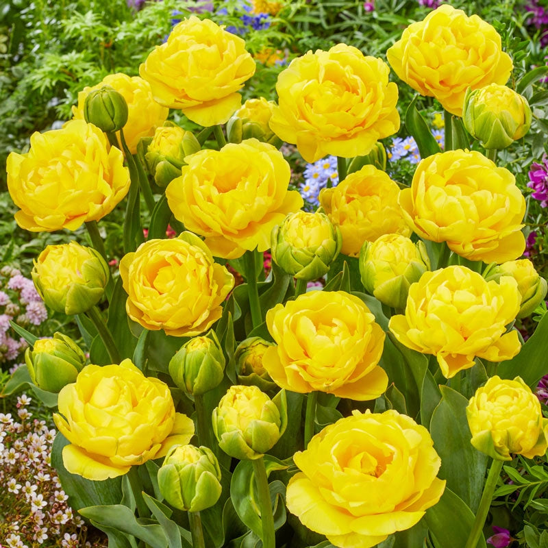 Buy Golden Jewel Tulip Online | Double Tulip Bulbs | Breck's – Brecks