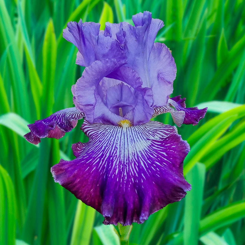 Buy Jawbone Flats Bearded Iris Online | Iris Bulbs | Breck's