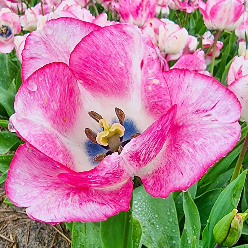 Buy Hearts Desire Tulips | Single Tulip Bulbs | Breck's