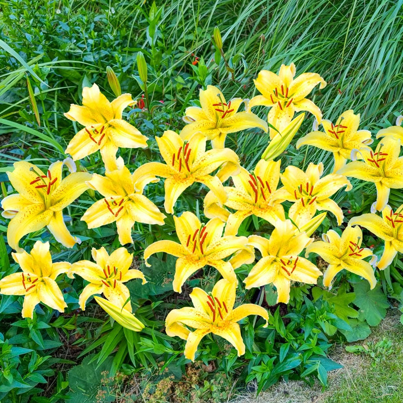 Buy Gold Fever Oriental Carpet Border Lily Bulbs | Breck's