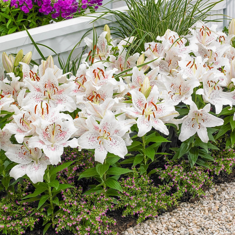 Buy Muscadet Oriental Carpet Border Lily Bulbs | Breck's