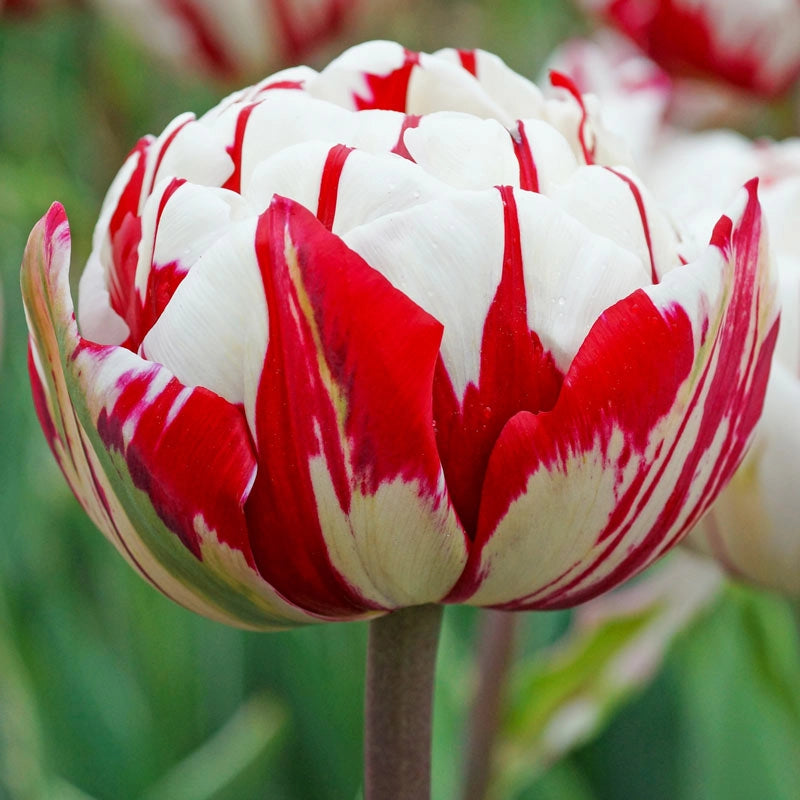 Buy Carnaval de Nice Tulip | Double Tulip Bulbs | Breck's