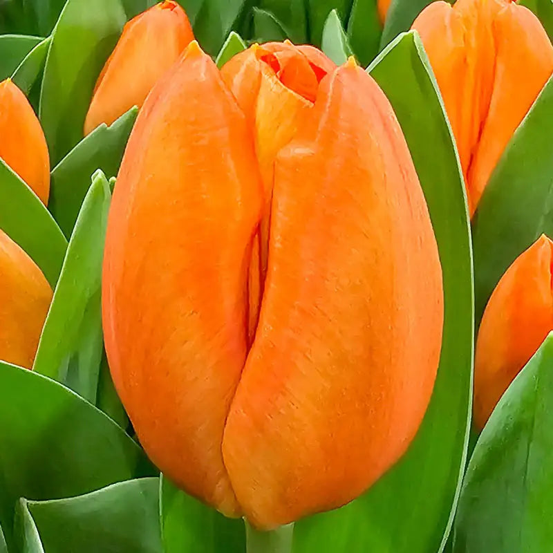Buy Orange Sherpa Tulip Online | Single Tulip Bulbs | Breck's
