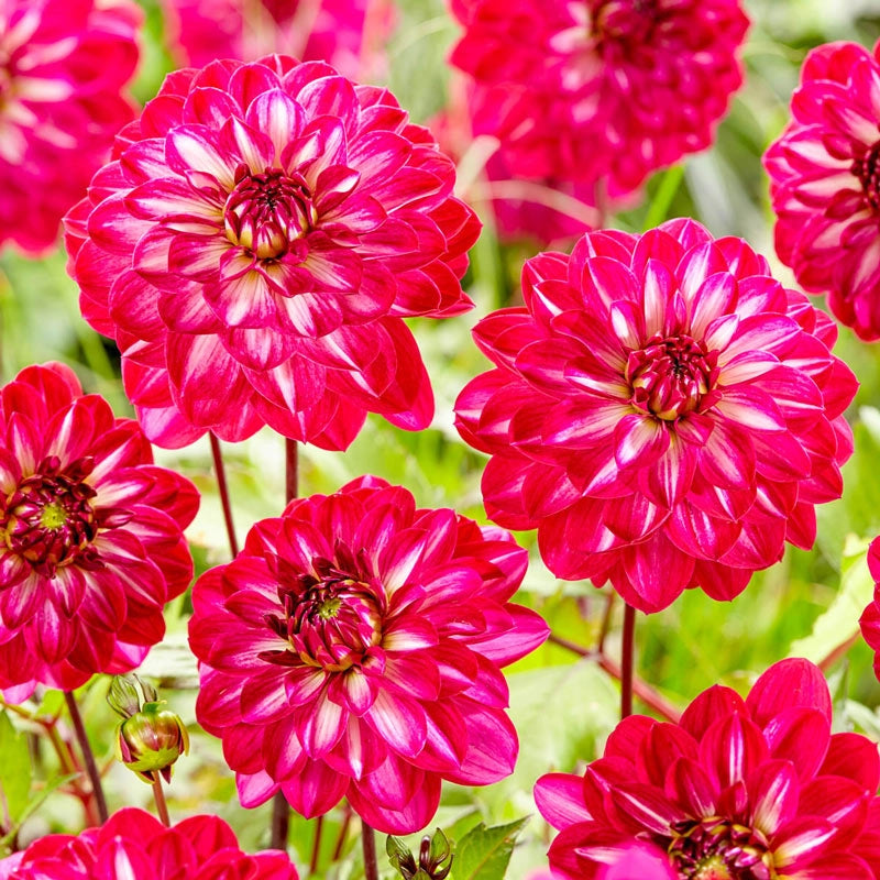 Buy Smiling Don Dahlias Online | Dahlia Tubers | Breck's