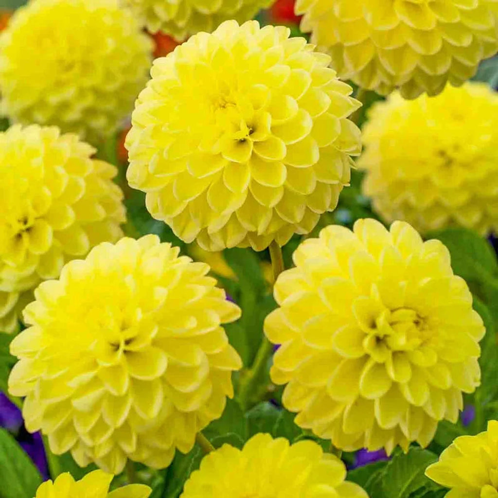 Buy Yellow Heaven Dahlias Online | Dahlia Tubers | Breck's