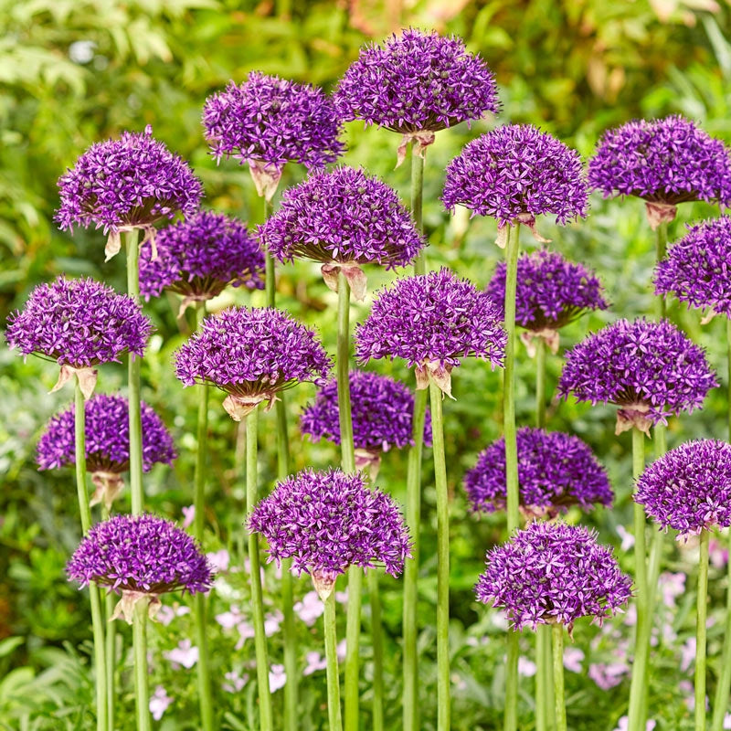 Buy Chicago Allium Bulbs | Fall Planted Bulbs | Breck's