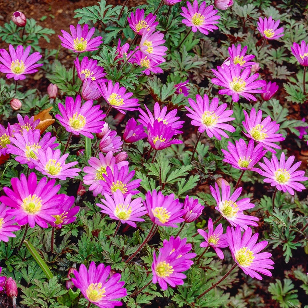 Buy Violet Star Grecian Windflowers | Anemones | Breck's
