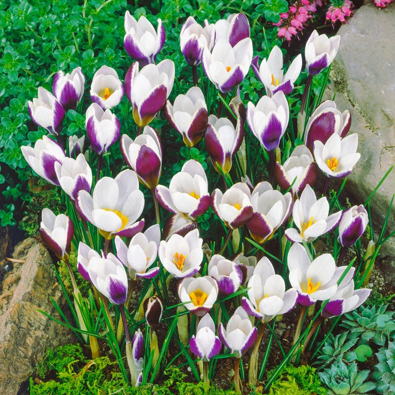 Ladykiller Snow Crocus Bulbs | Shop Online | Breck's