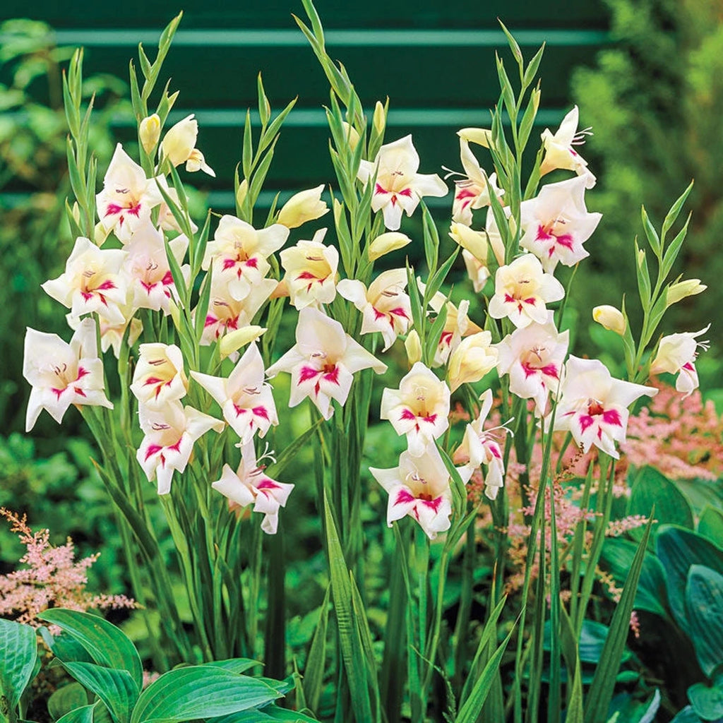 Buy Elvira Hardy Gladiolus | Fall Planted Bulbs | Breck's