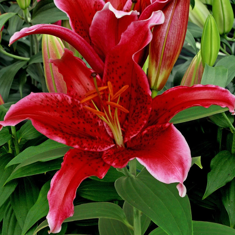 Buy Red Flash Lily Bulbs Online | Asiatic Lilies | Breck's