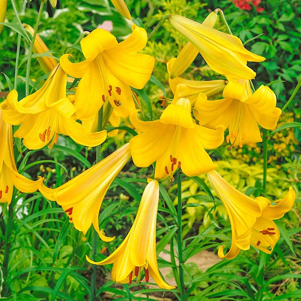 Buy Golden Splendor Lily Bulbs | Asiatic Lilies | Breck's