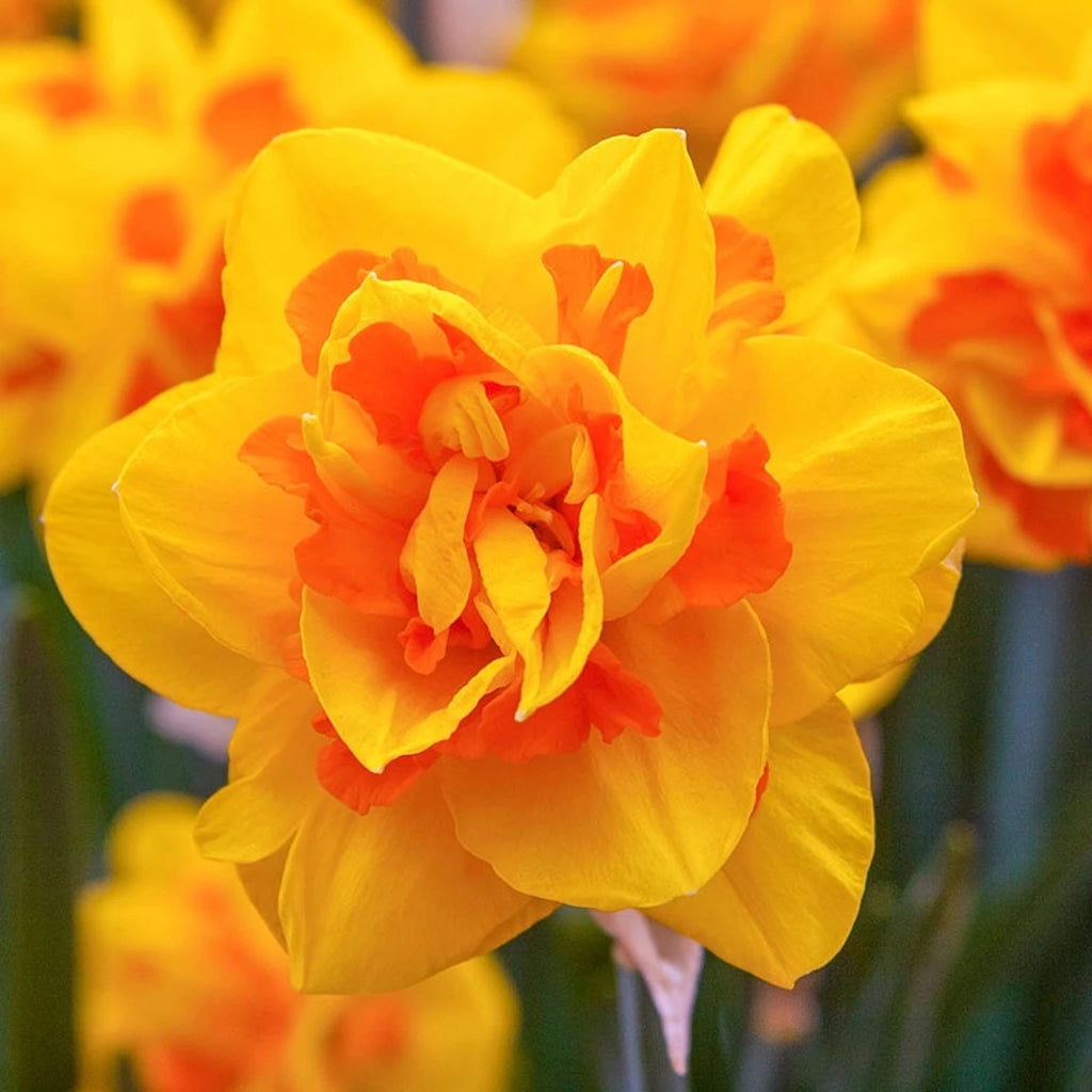 Buy Le Torch Daffodil | Split Corona Daffodils | Breck's