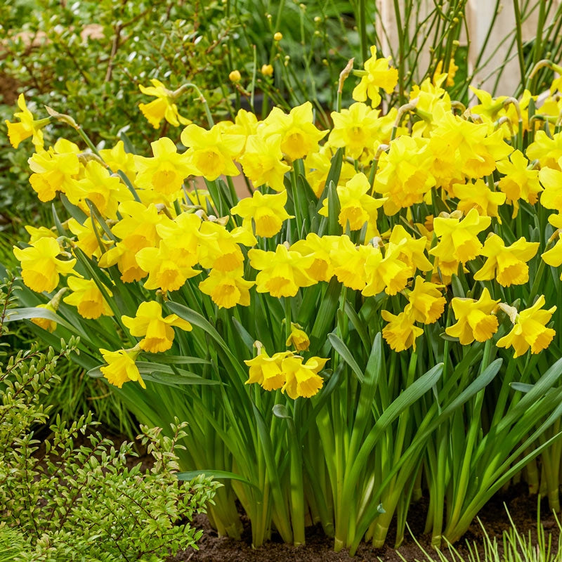 Buy Growers Pride Daffodils | Daffodil Bulbs | Breck's – Brecks