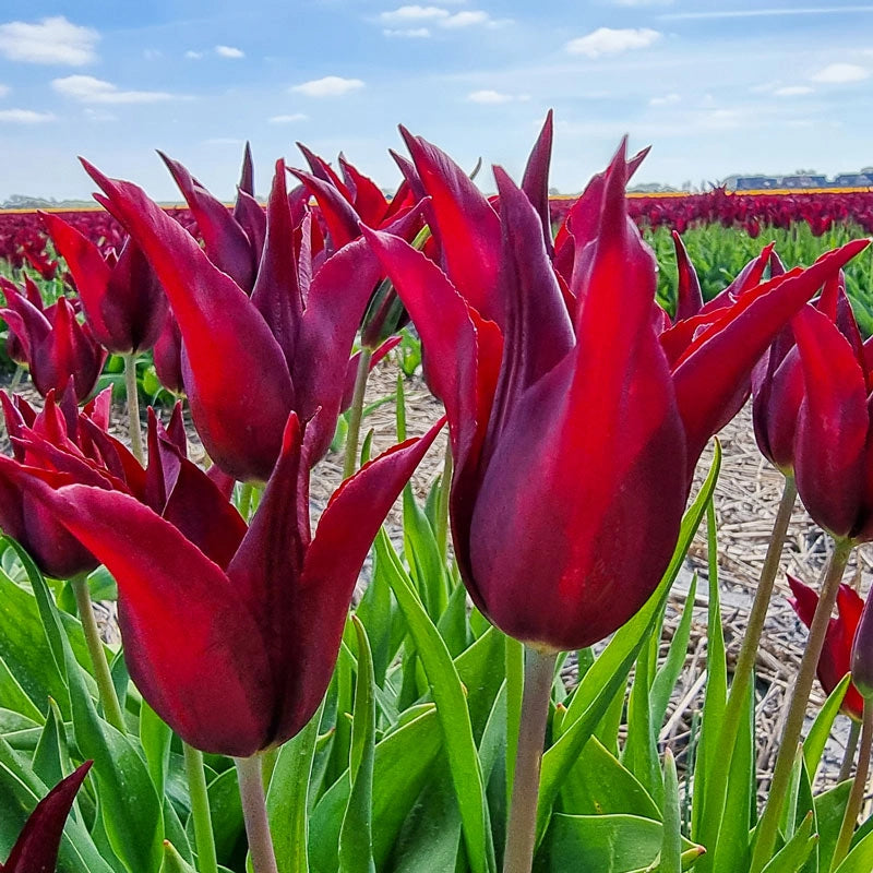 Buy Sarah Raven Tulips | Lily Flowering Tulips | Breck's