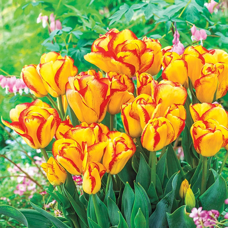 Buy Outbreak Tulips Online | Single Tulip Bulbs | Breck's