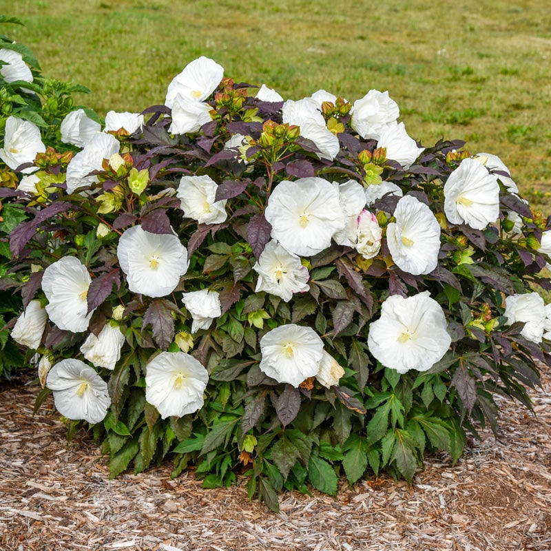 Buy Cookies and Cream Hibiscus | Sun Perennials | Breck's