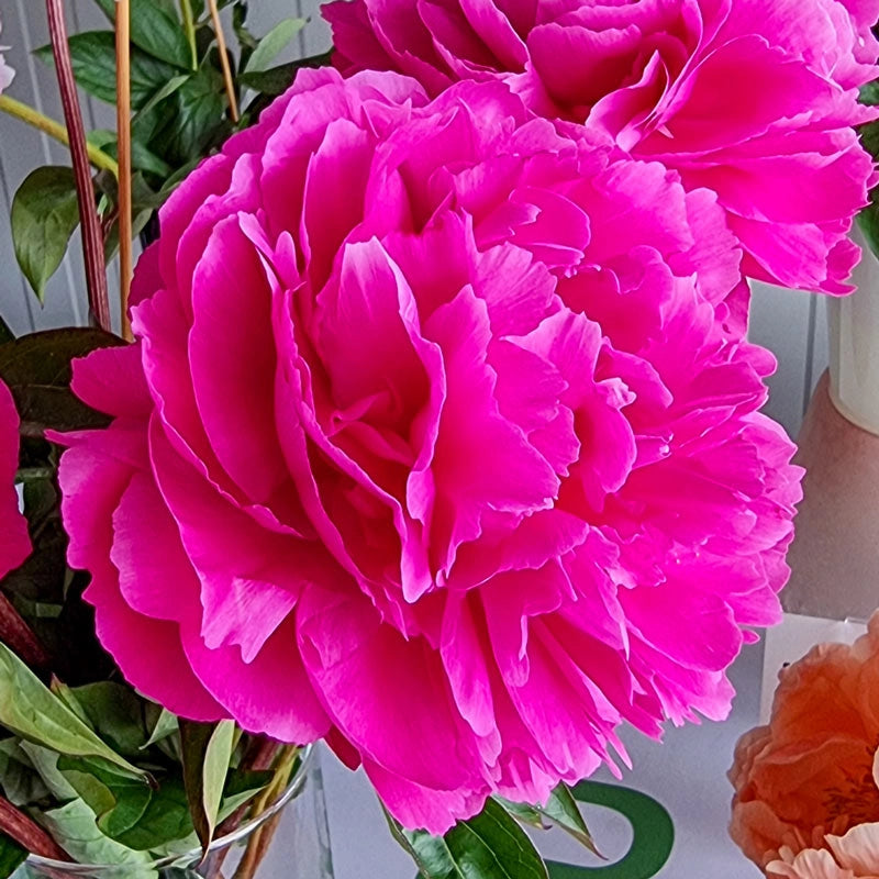 Buy Dayton Peony Online | Sun Perennials | Breck's