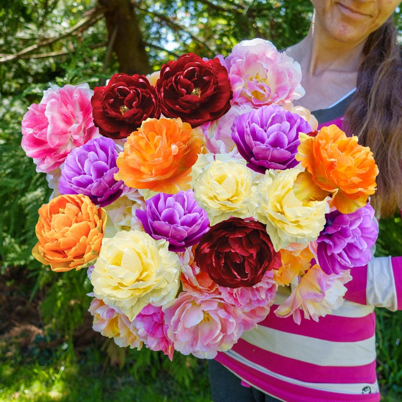 Buy WOW! Peony-Flowering Tulip Mixture | Tulips | Breck's