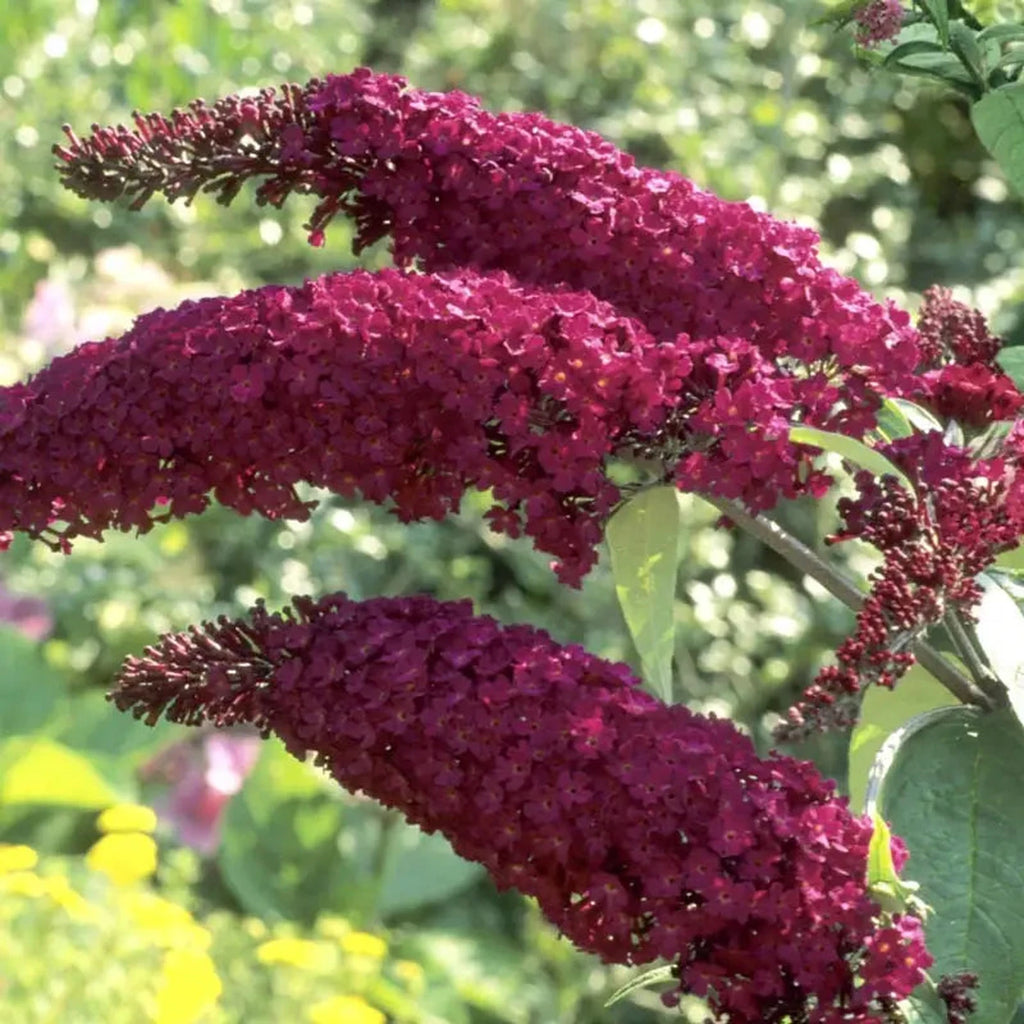 Royal Red Butterfly Bush | Flowering Bushes | Shop Breck’s