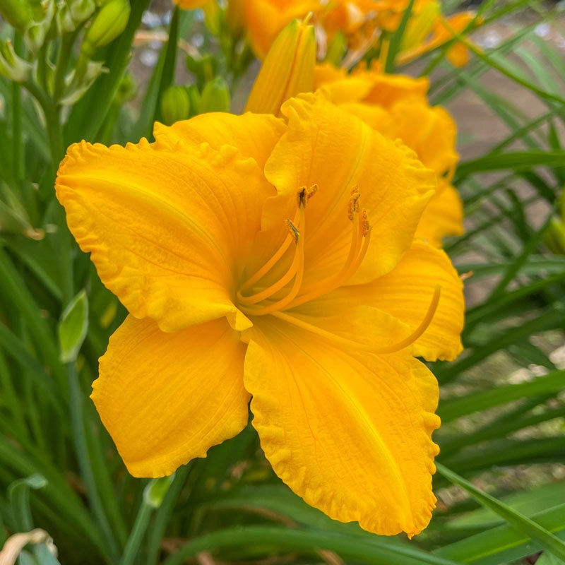 Buy Bloomfinity Aureate Daylily | Sun Perennials | Breck's – Brecks