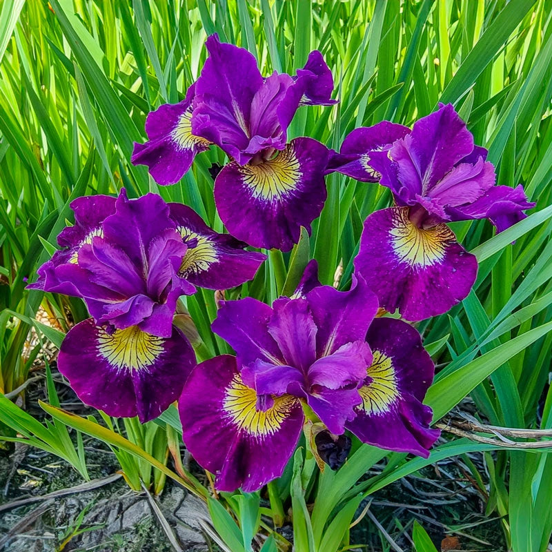 Buy Sultans Ruby Siberian Iris | Iris Bulbs | Breck's
