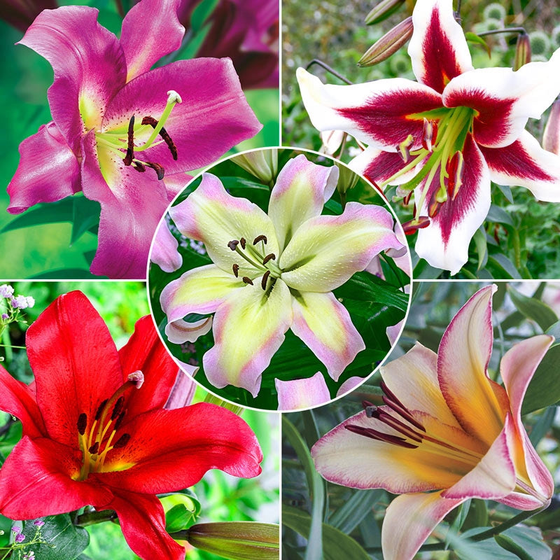 Buy Spotlight Lily Tree Collection | Lily Bulbs | Breck's – Brecks