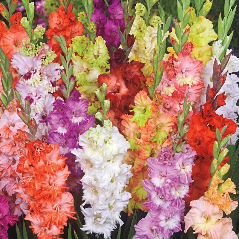 Fringed Glamini Gladiolus Mixture | Breck's